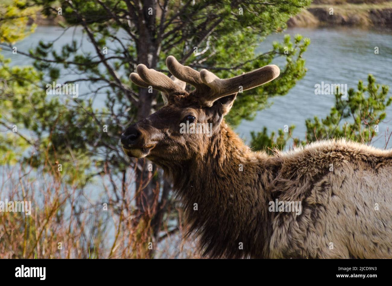Bull Moose, a young animal eating green grass during a rain on the ...