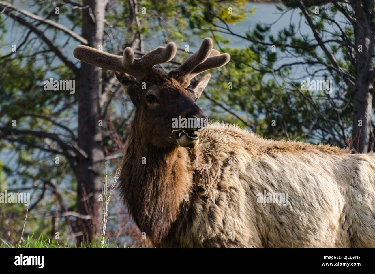 Bull Moose, a young animal eating green grass during a rain on the ...