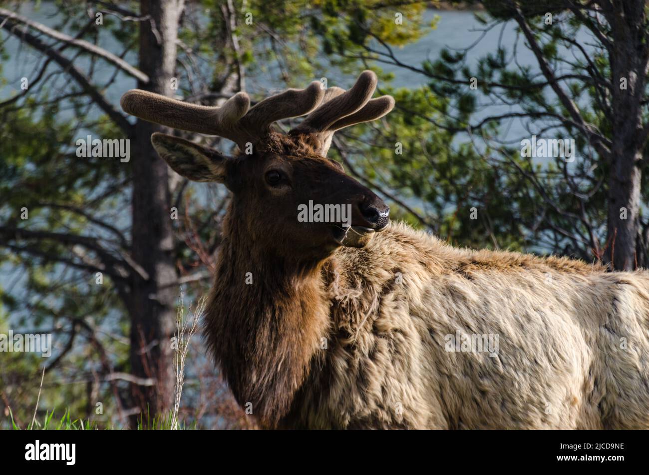 Bull Moose, a young animal eating green grass during a rain on the ...