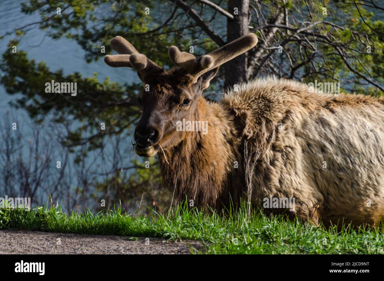 A moose eating leaves hi-res stock photography and images - Alamy