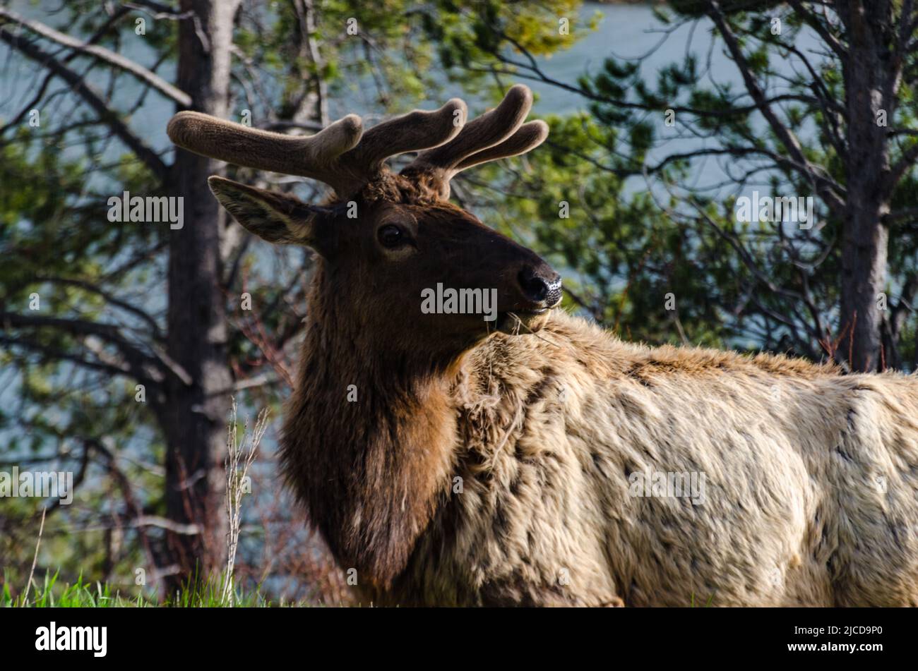 Bull Moose, a young animal eating green grass during a rain on the ...