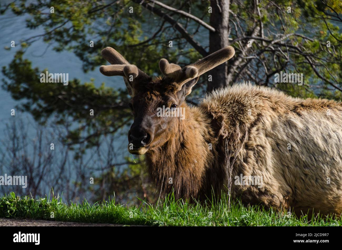 Bull Moose, a young animal eating green grass during a rain on the ...
