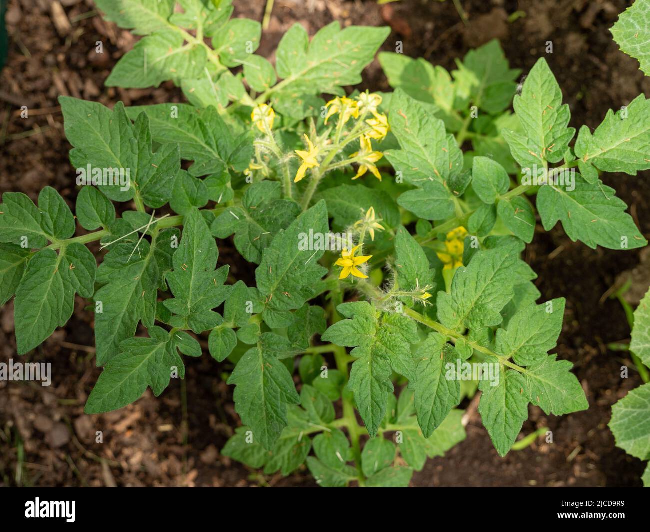 Tomato seedling. Flowering tomato bushes close up Stock Photo - Alamy