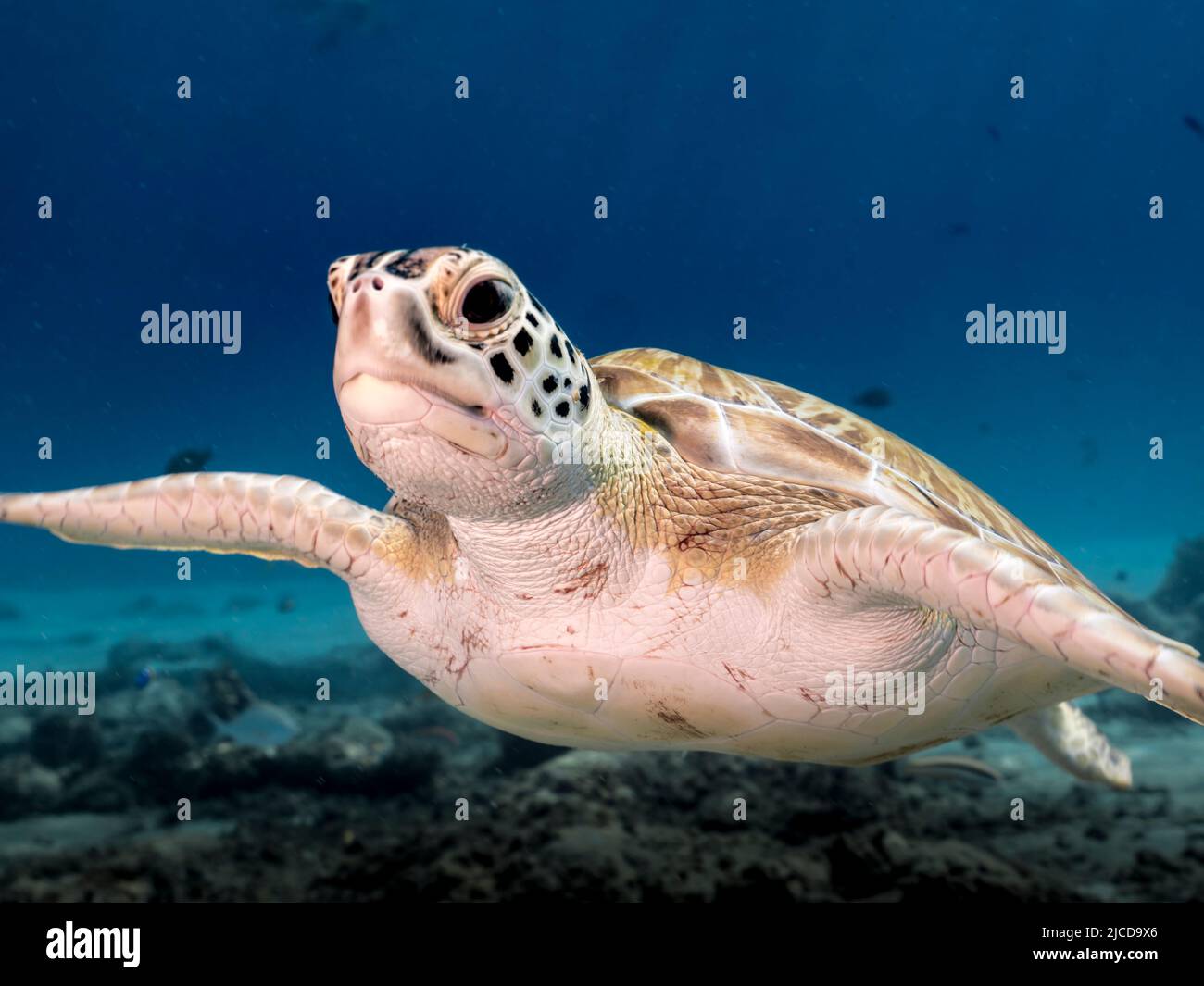 Seascape with Green Sea Turtle in the Caribbean Sea around Curacao ...