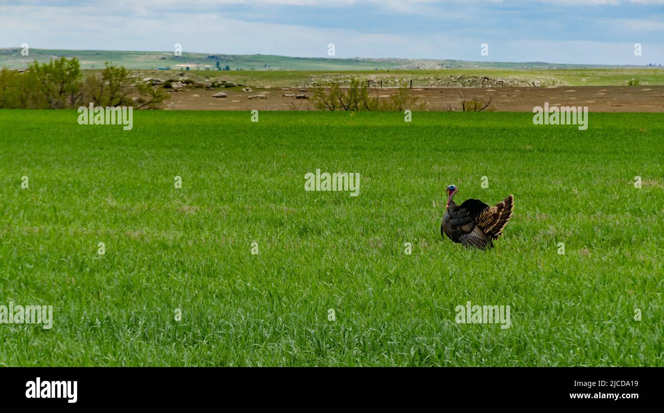 The wild turkey (Meleagris gallopavo) is an upland ground bird native ...