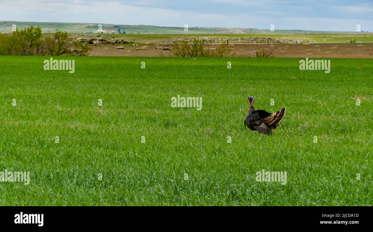 The wild turkey (Meleagris gallopavo) is an upland ground bird native ...