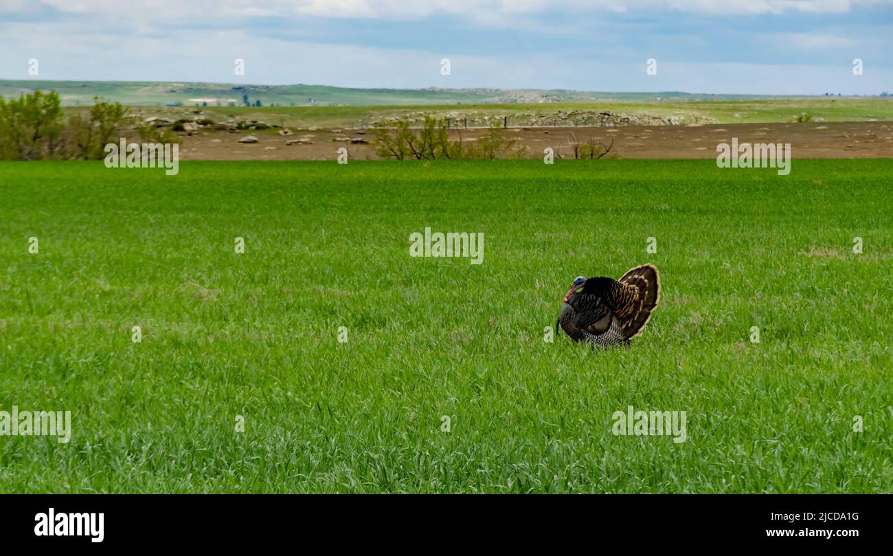 The wild turkey (Meleagris gallopavo) is an upland ground bird native ...