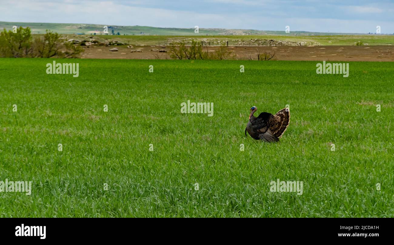 The wild turkey (Meleagris gallopavo) is an upland ground bird native ...