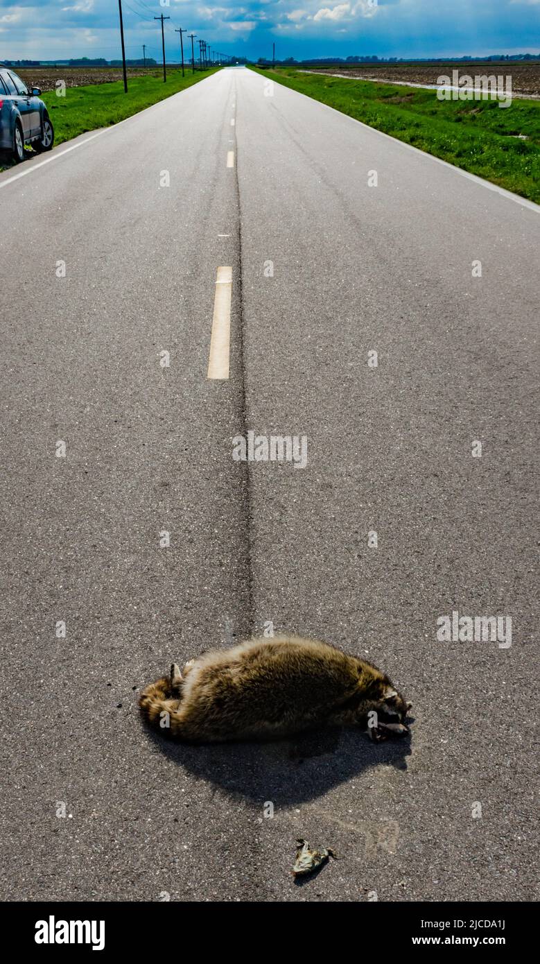 Dead raccoon in road hi-res stock photography and images - Alamy