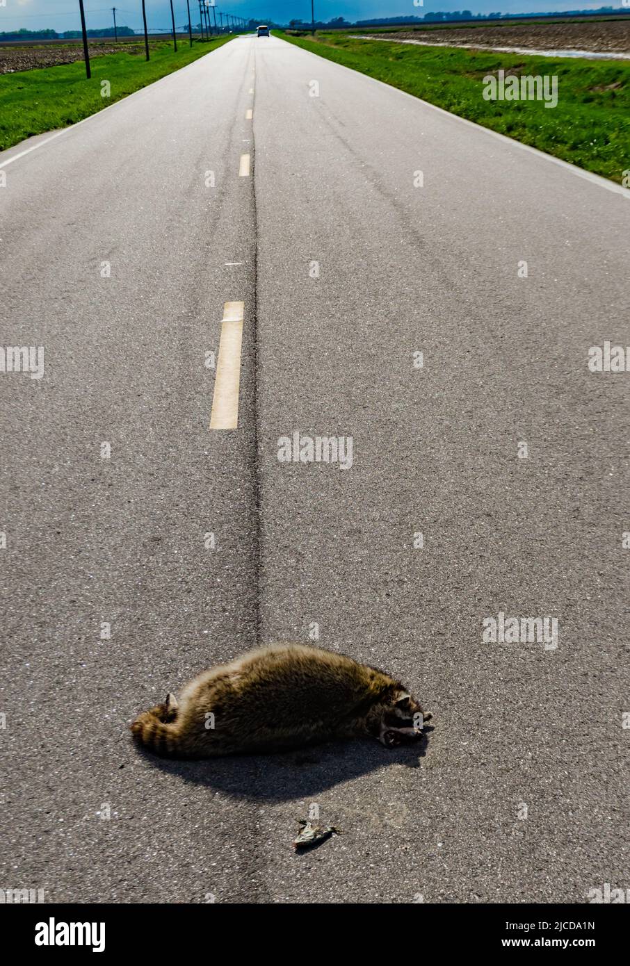 Mammal raccoon hi-res stock photography and images - Alamy