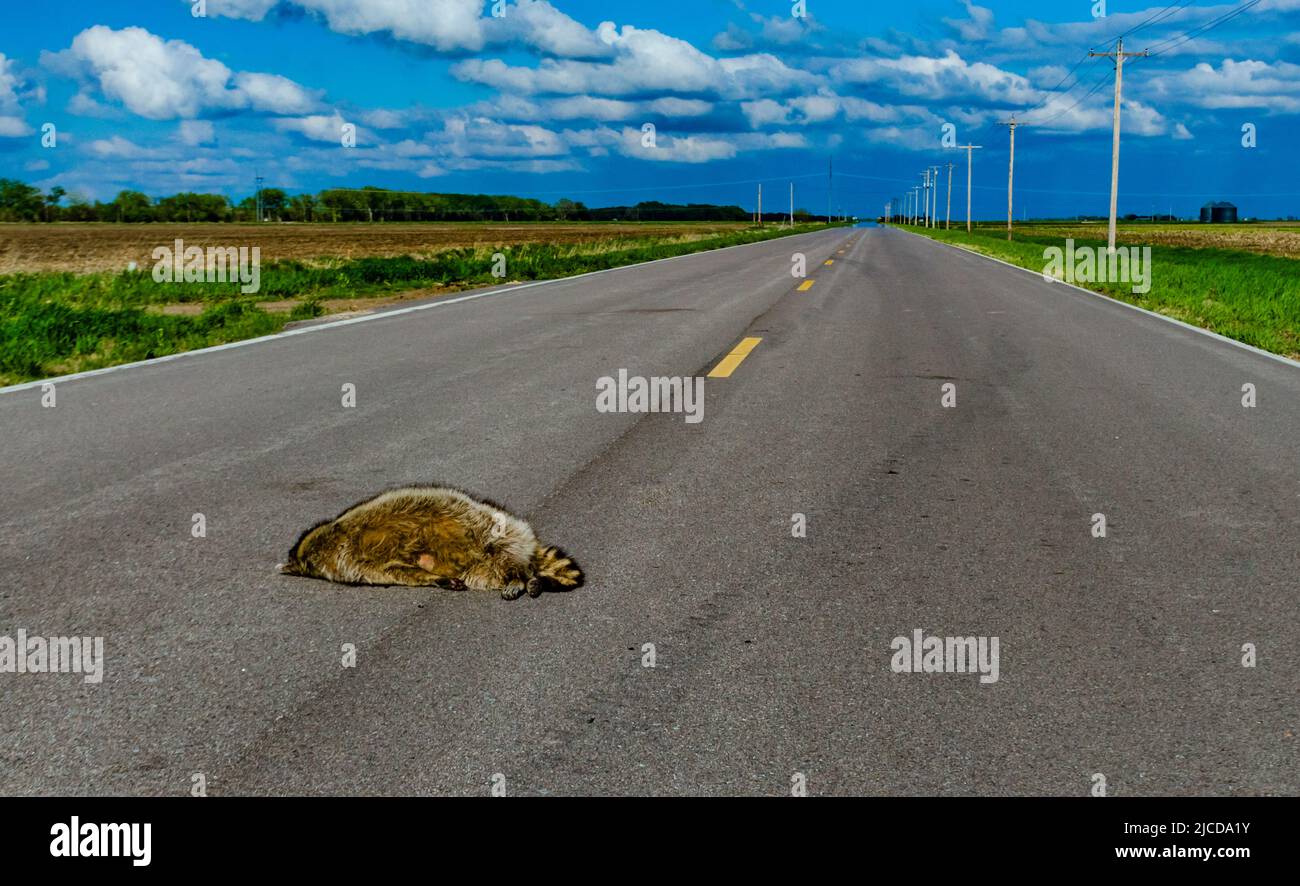 Dead dog on highway hi-res stock photography and images - Alamy