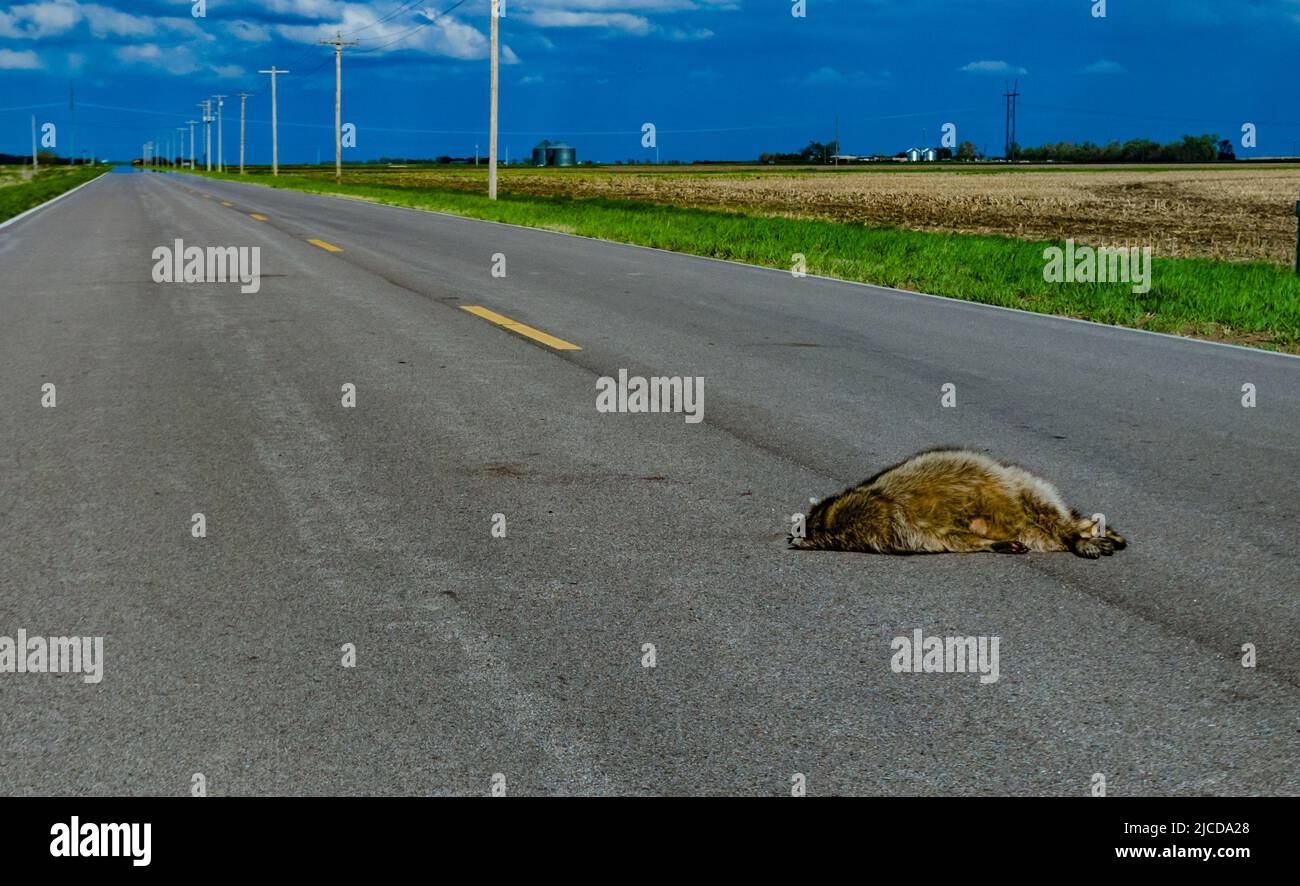 Dead raccoon in road hi-res stock photography and images - Alamy