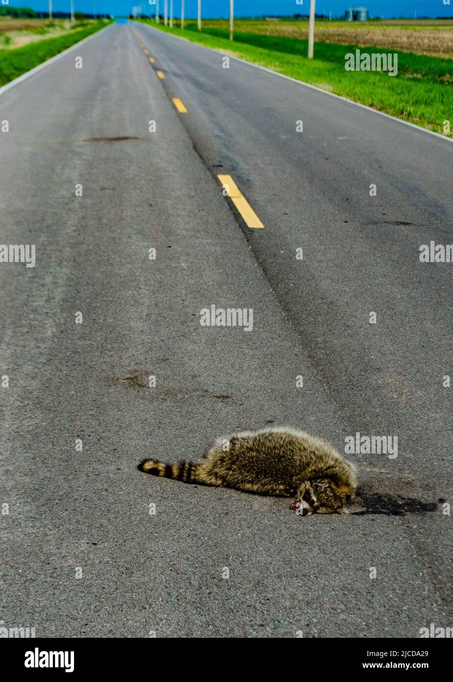 Dead raccoon in road hi-res stock photography and images - Alamy
