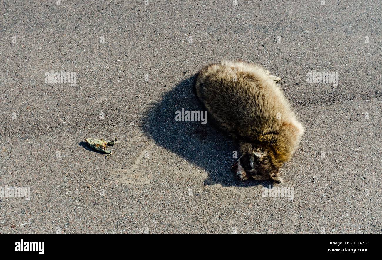 Mammal raccoon hi-res stock photography and images - Alamy