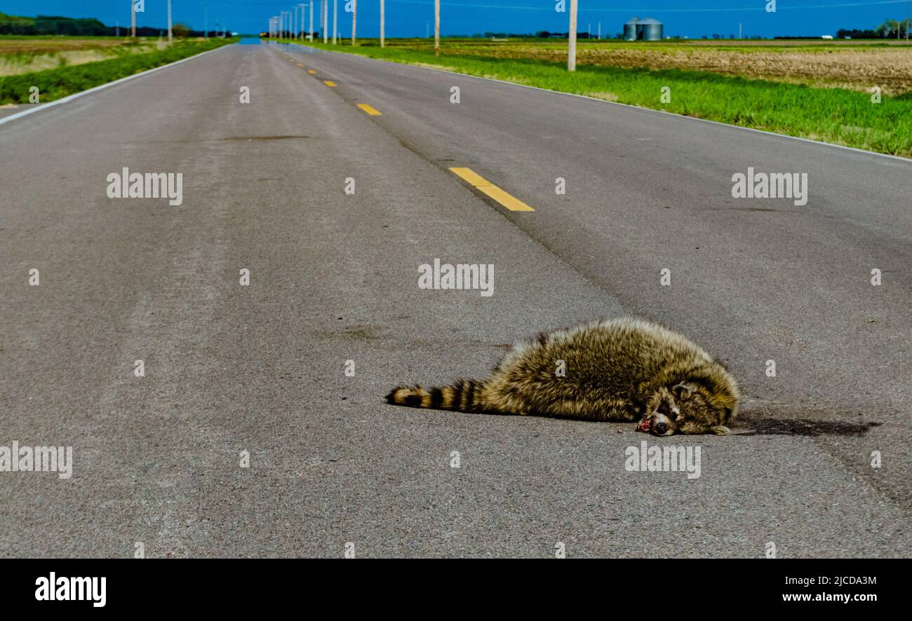 Dead raccoon hit by a car on the road in Tennessee, USA Stock Photo - Alamy