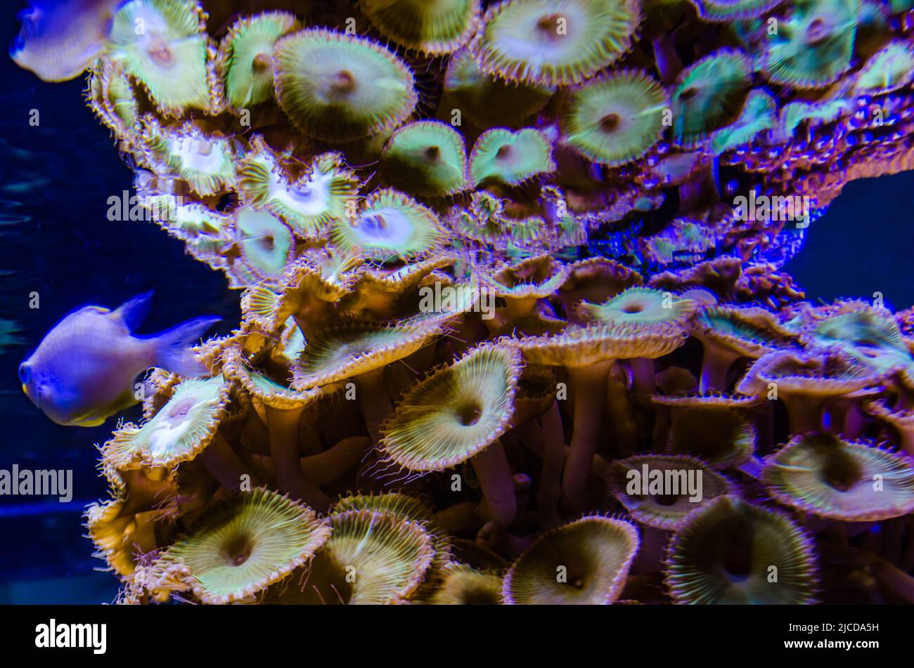 Colorful button corals swaying under the sea water, GREEN WHITE STRIPED ...