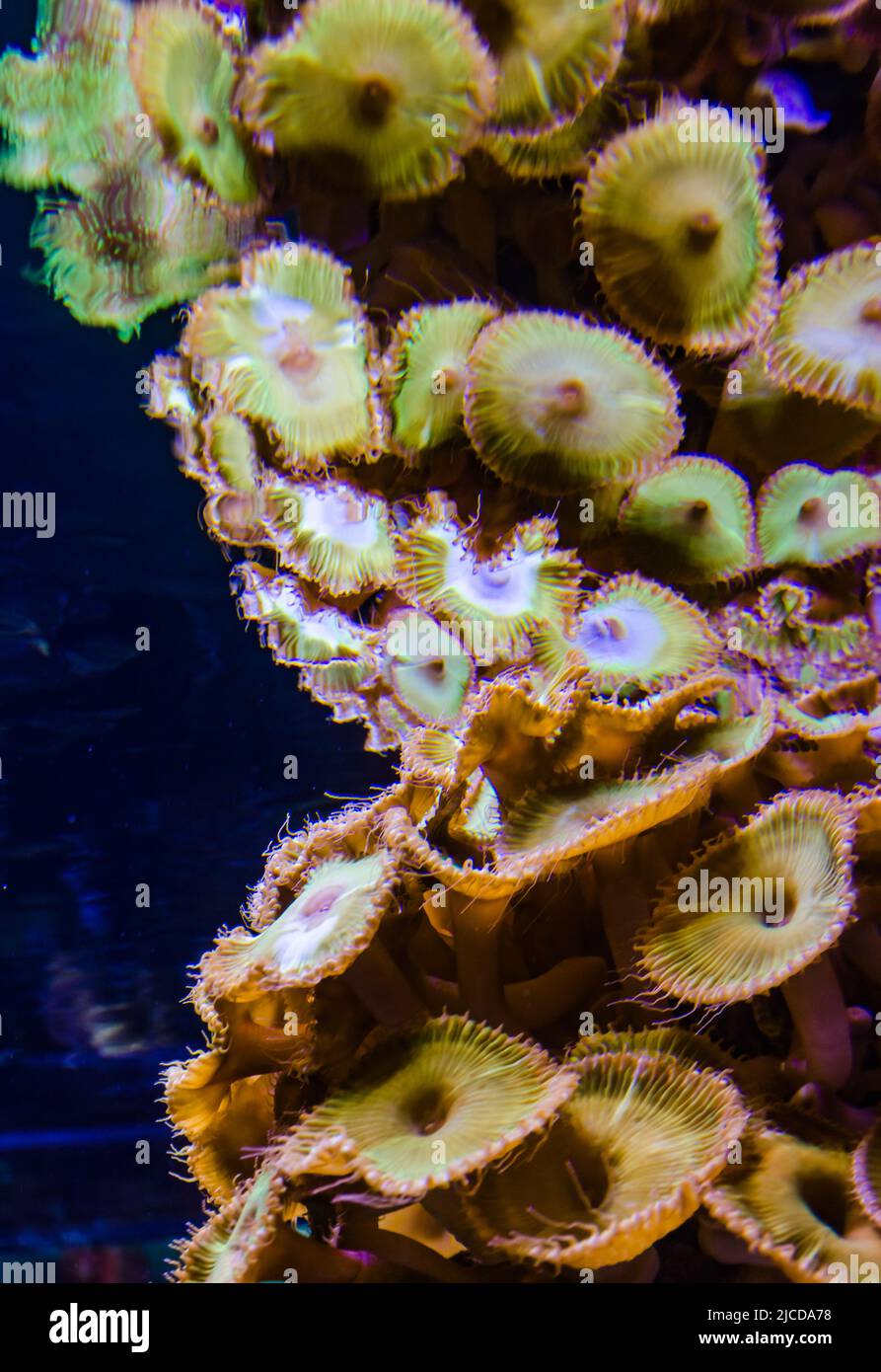 Polyp coral green button hi-res stock photography and images - Alamy