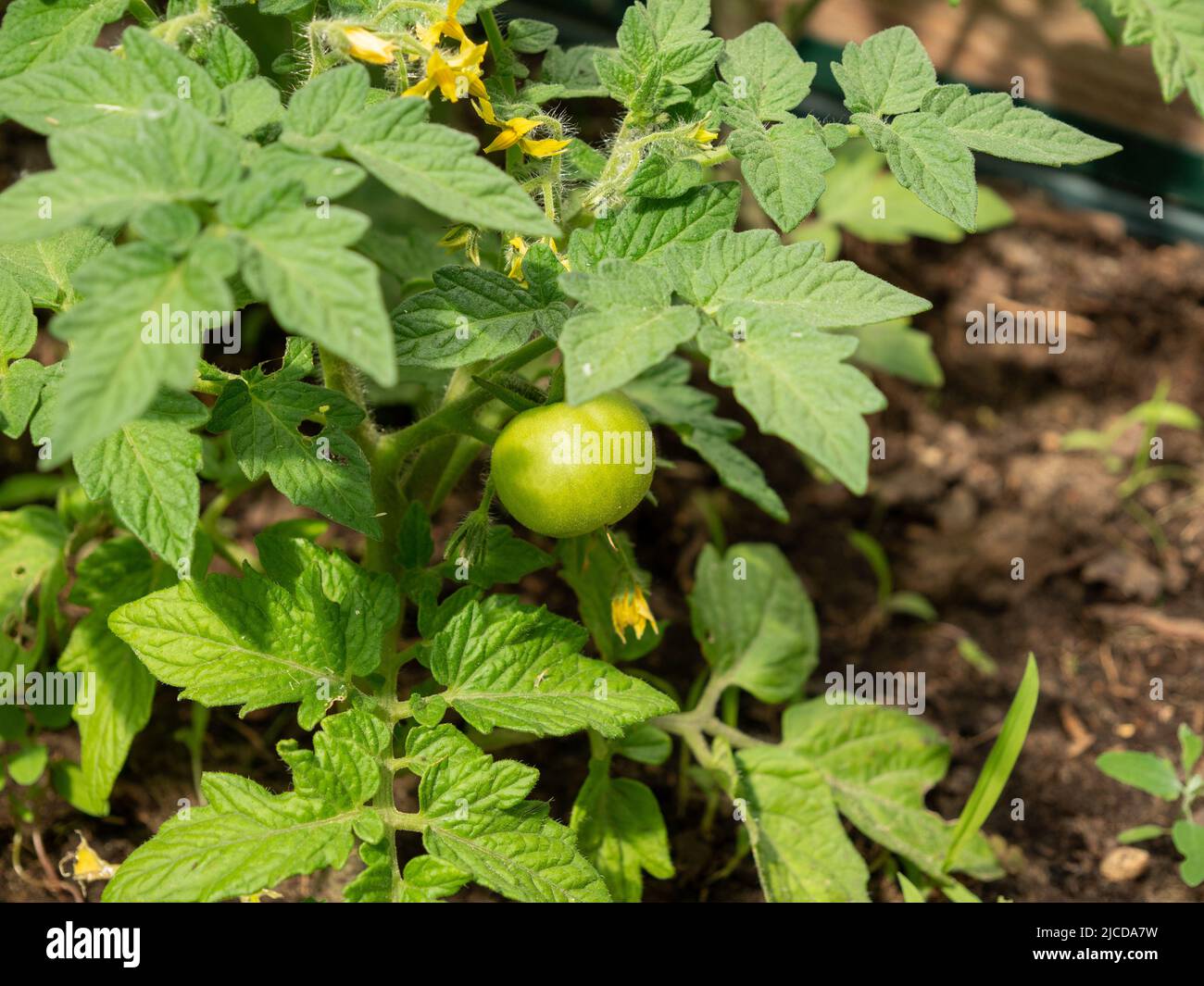 Tomato seedling. Flowering tomato bushes close up Stock Photo - Alamy