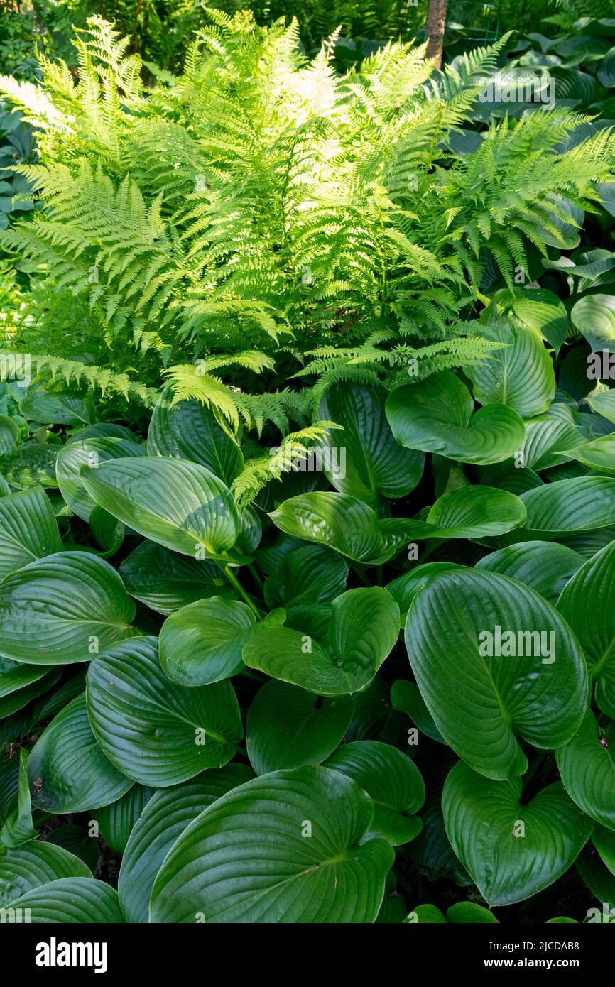 Hardy, Perennials, Plant, Hostas, Plantain Lily, Garden Stock Photo - Alamy