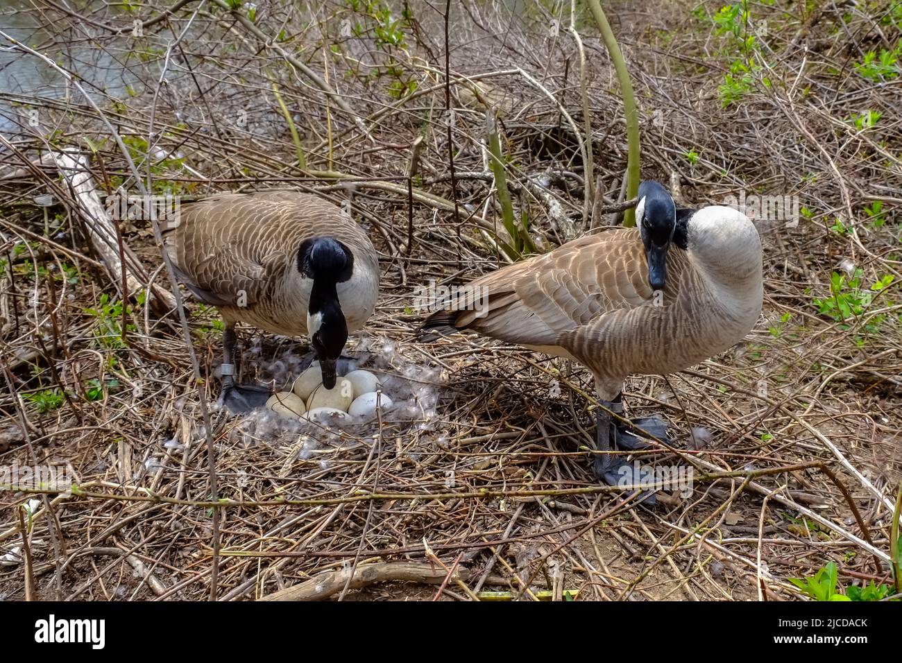 Canada goose (Branta canadensis). Male and female goose on a nest with ...