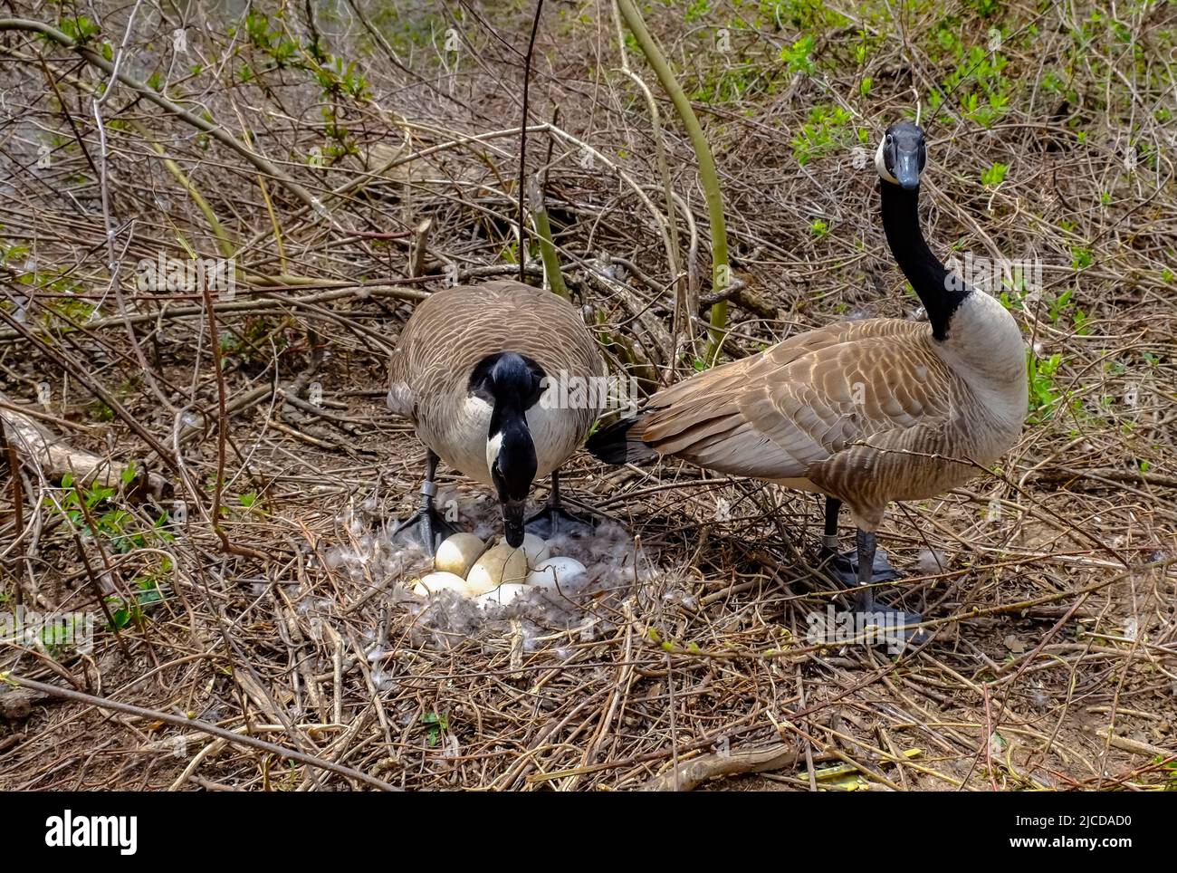 Canada goose (Branta canadensis). Male and female goose on a nest with ...