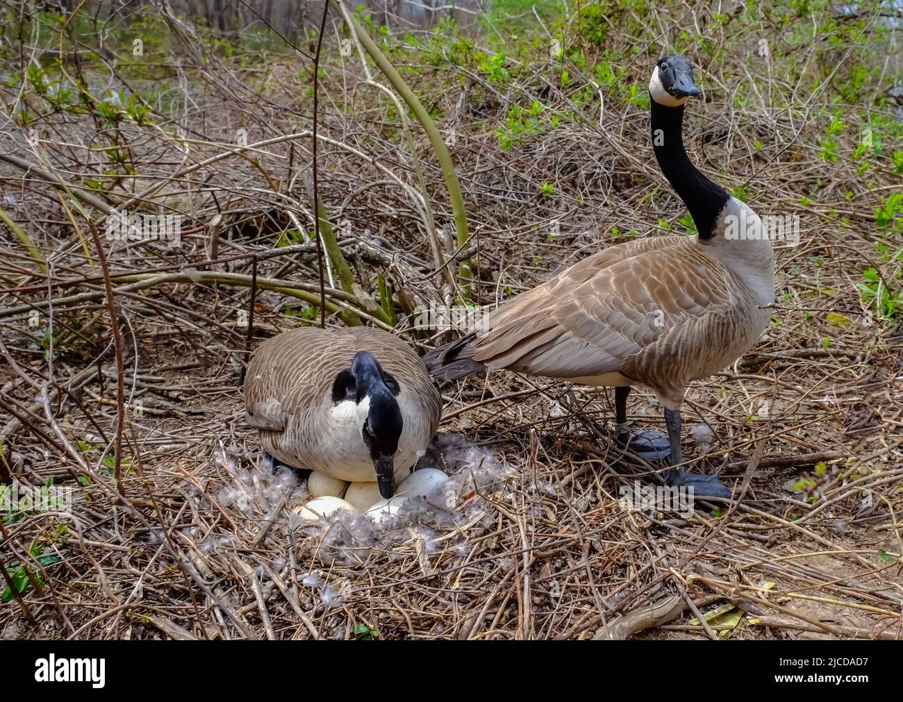 Canada goose (Branta canadensis). Male and female goose on a nest with ...