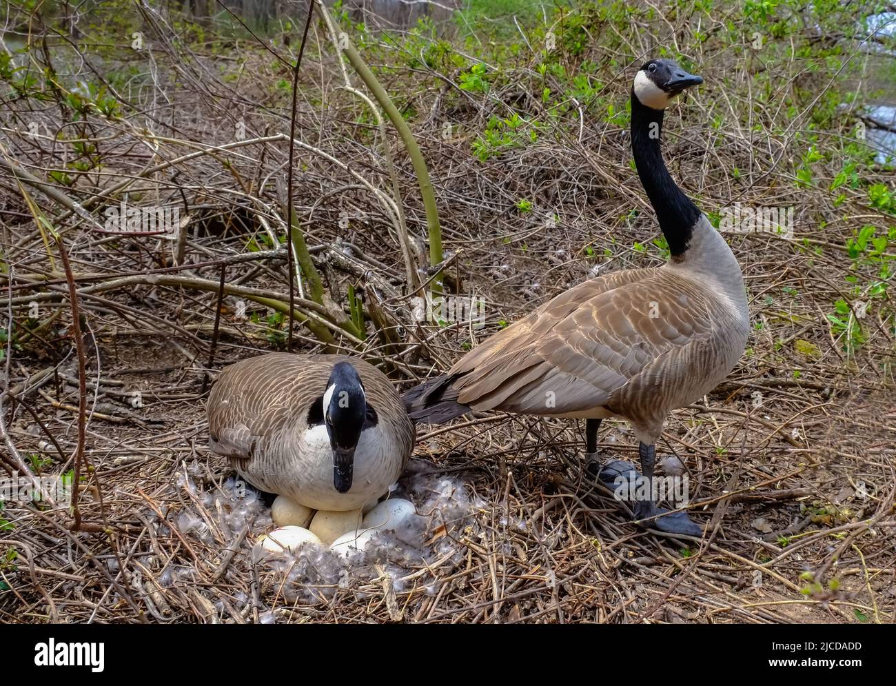 Canada goose (Branta canadensis). Male and female goose on a nest with ...