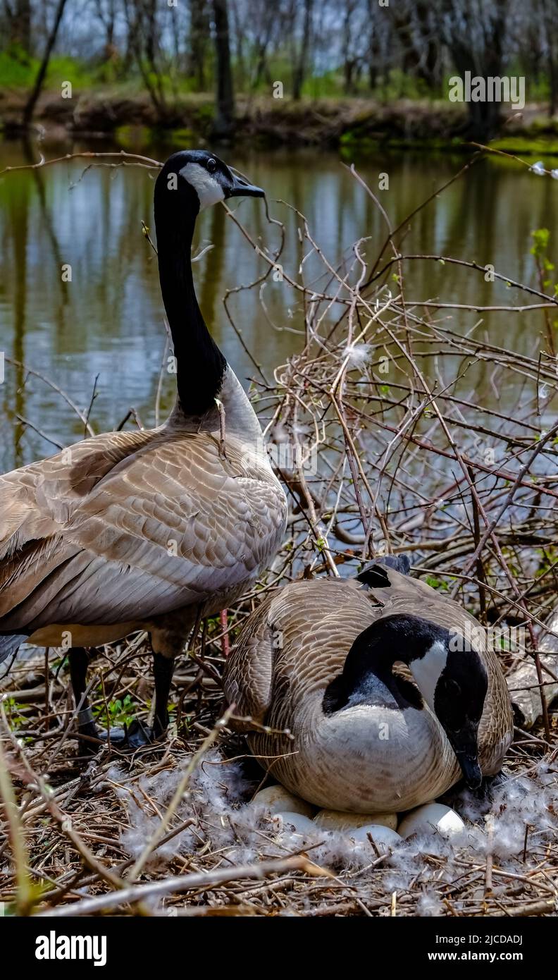 Canada goose (Branta canadensis). Male and female goose on a nest with ...