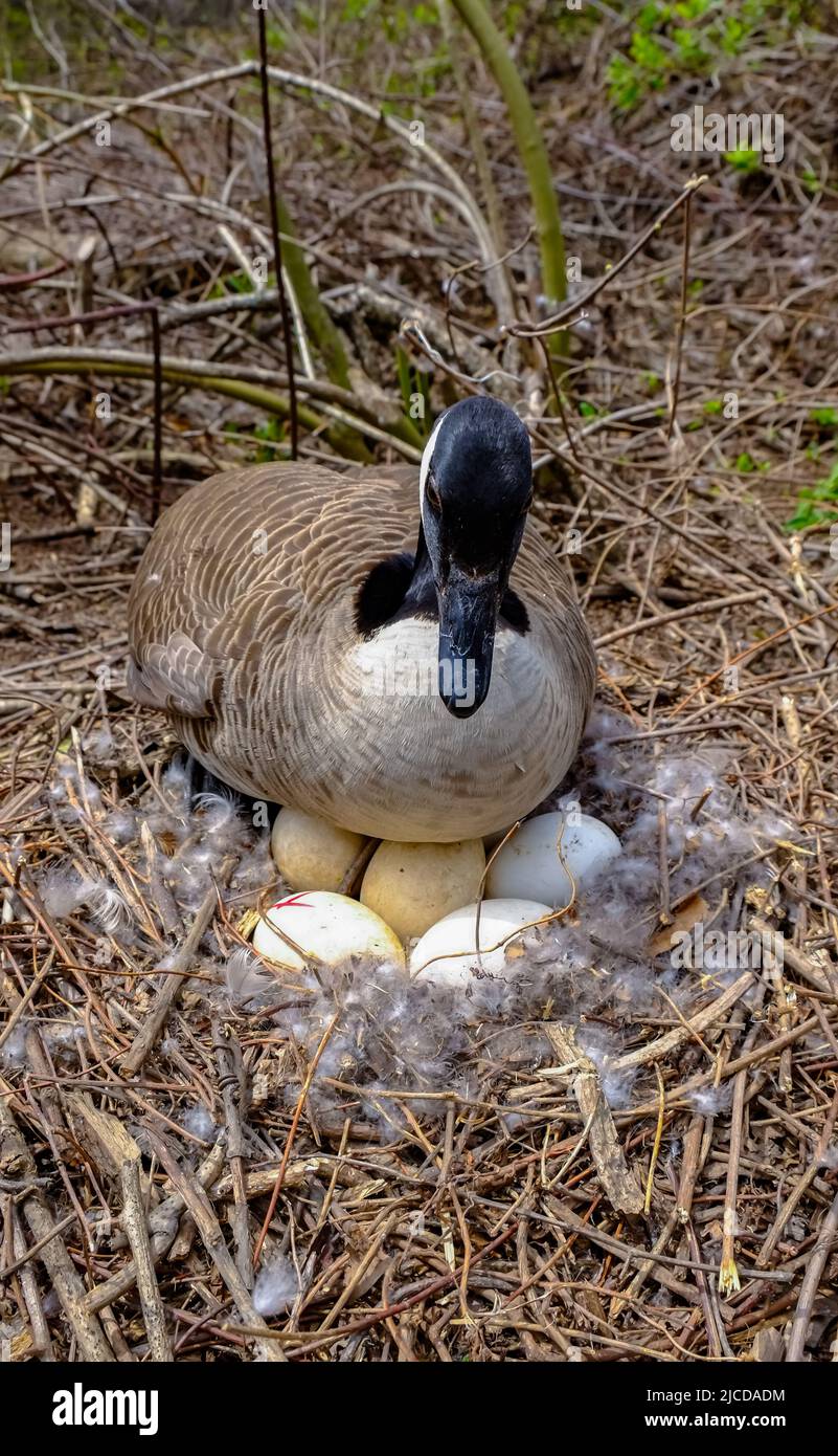 Canada goose (Branta canadensis). Male and female goose on a nest with ...