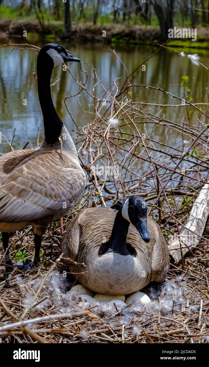 Canada goose (Branta canadensis). Male and female goose on a nest with ...