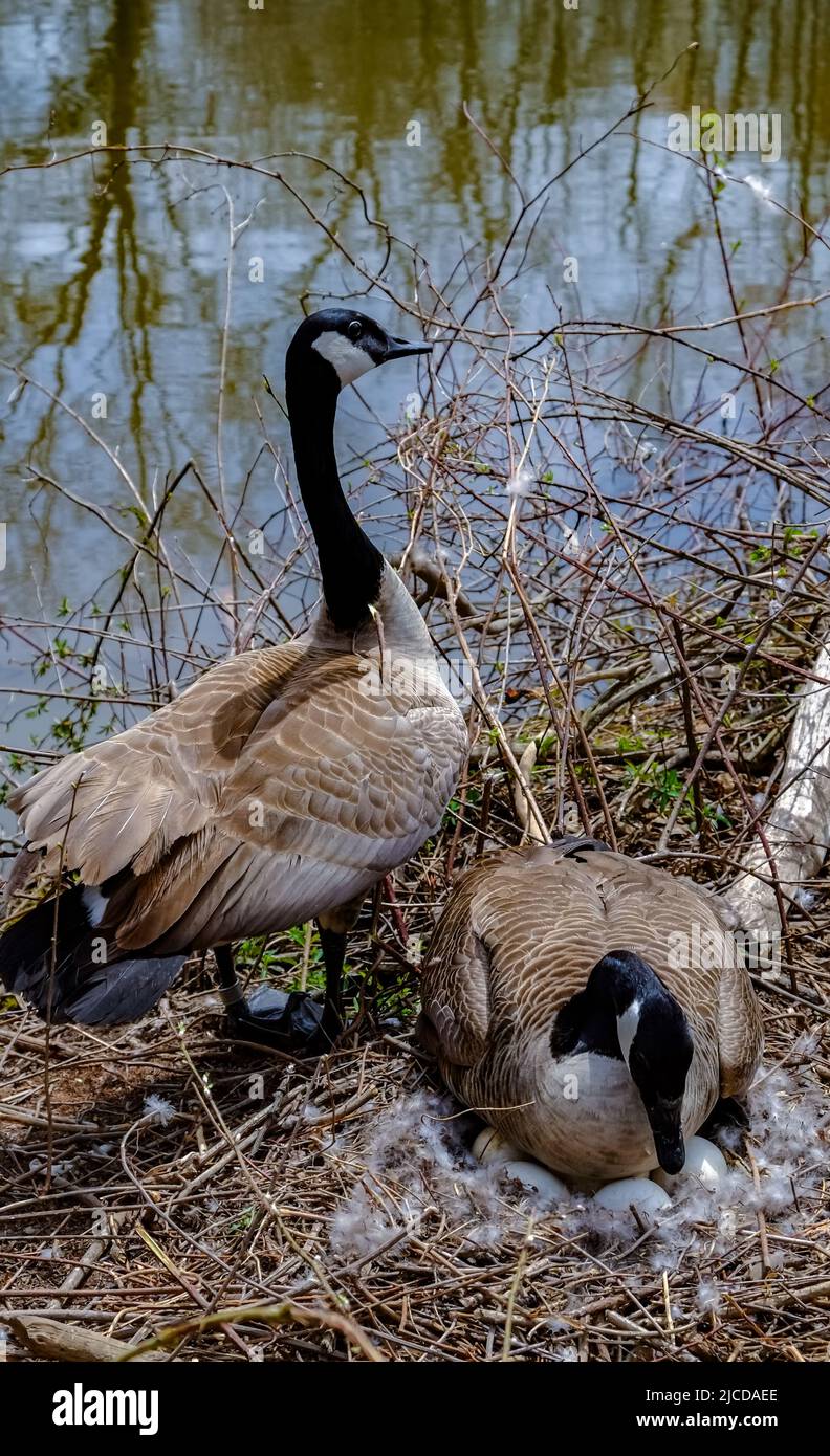 Canada goose (Branta canadensis). Male and female goose on a nest with ...