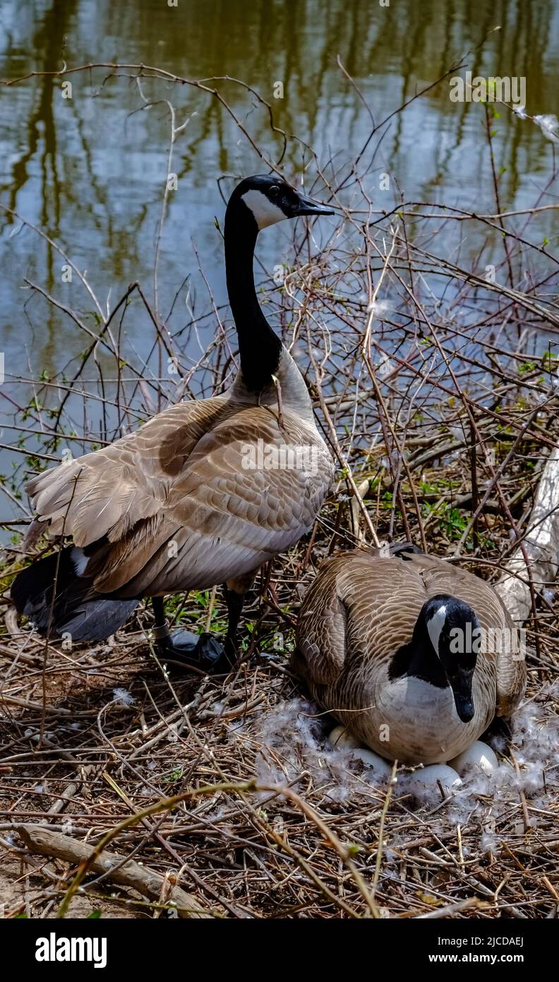 Canada goose (Branta canadensis). Male and female goose on a nest with ...
