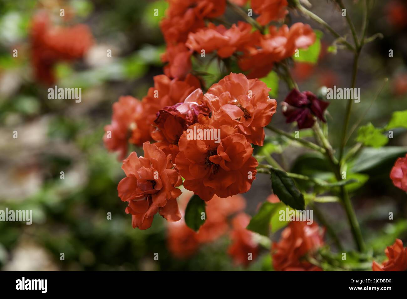 Wild red plants in nature, environment and life Stock Photo - Alamy