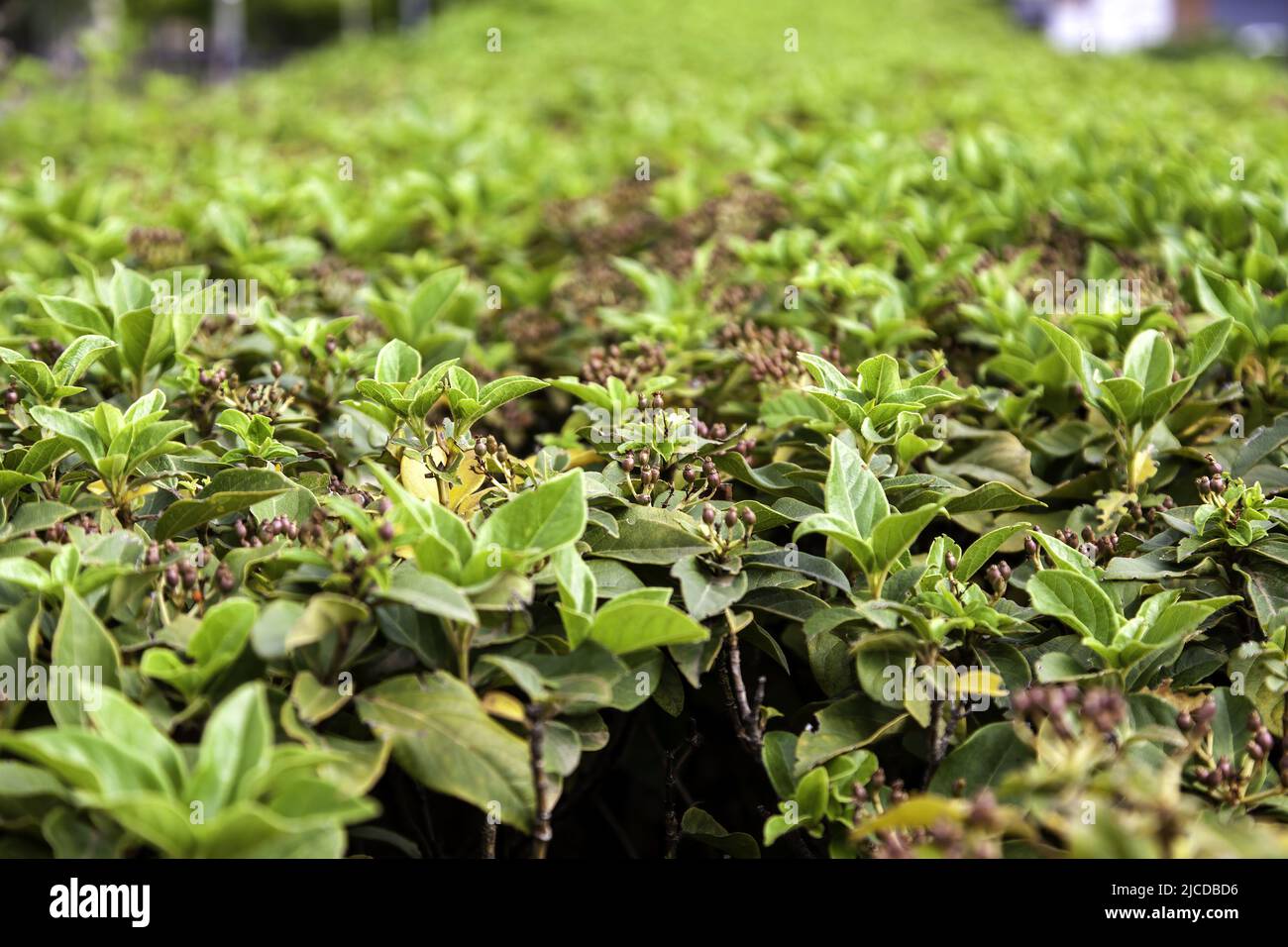 Detail of green leaf bush in nature Stock Photo - Alamy