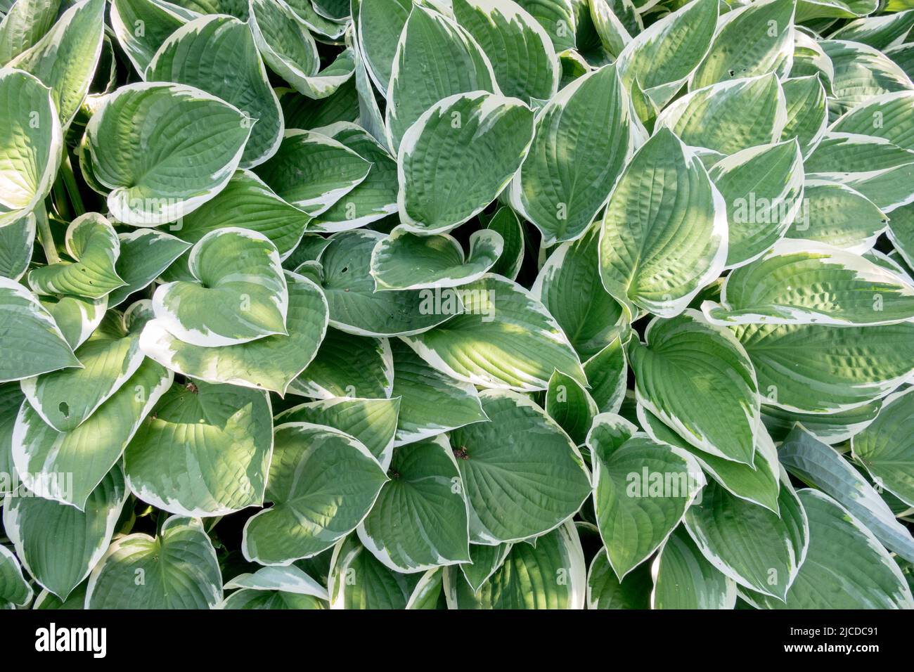 Hosta, Fortunei, Francee, Plantain Lily, Leaves, Hostas Stock Photo - Alamy