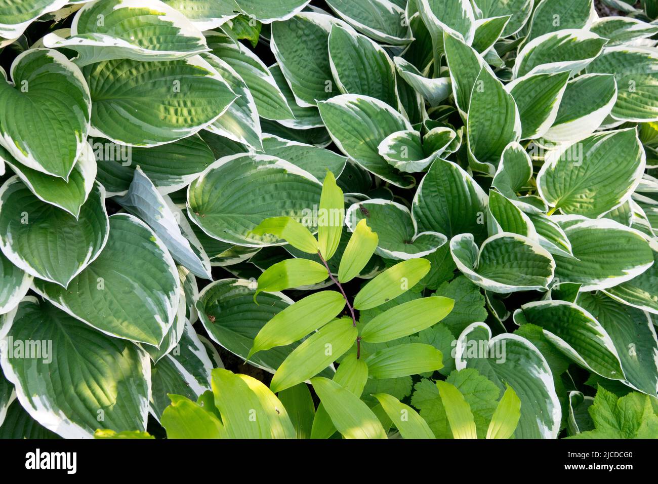 Plantain Lily, Hosta Fortunei "Francee", Hostas, Hosta "Francee" in ...