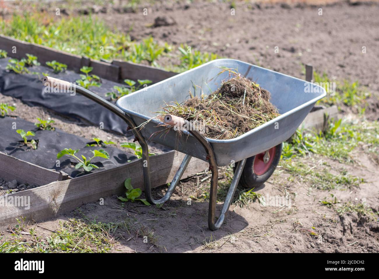 Gray metal garden wheelbarrow with two handles and one wheel. The ...