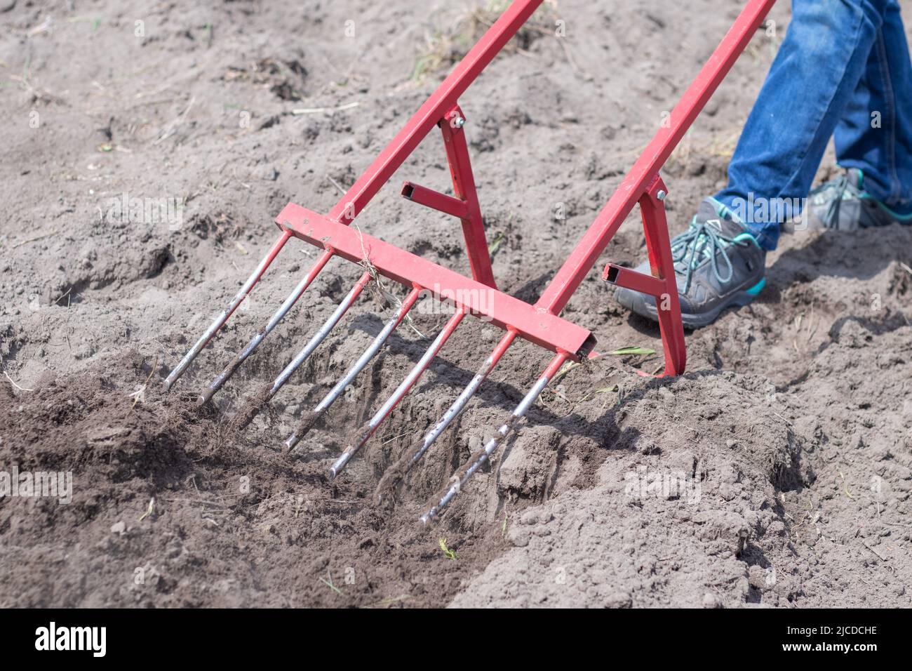 A farmer in jeans digs the ground with a red fork-shaped shovel. A ...