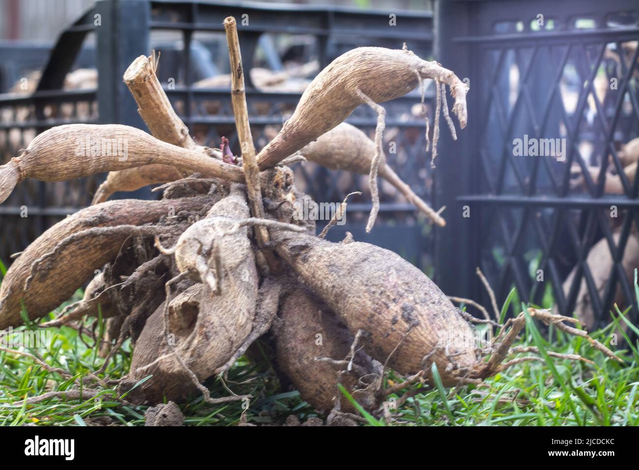 Dahlia tubers on the ground, sprouting. Hybrid bulbs before planting ...