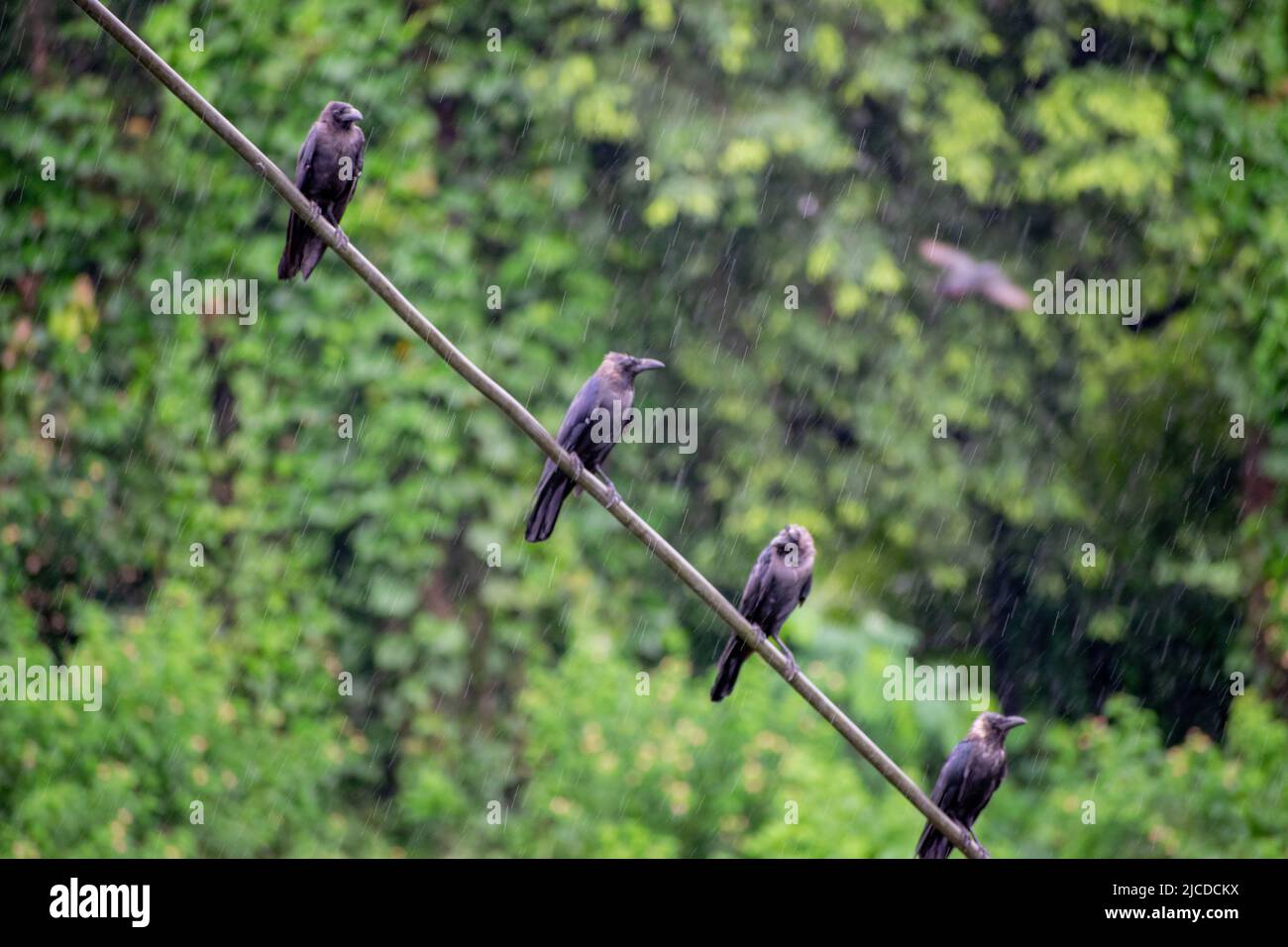 Crow in rain sitting on a metal wire in rain Stock Photo - Alamy