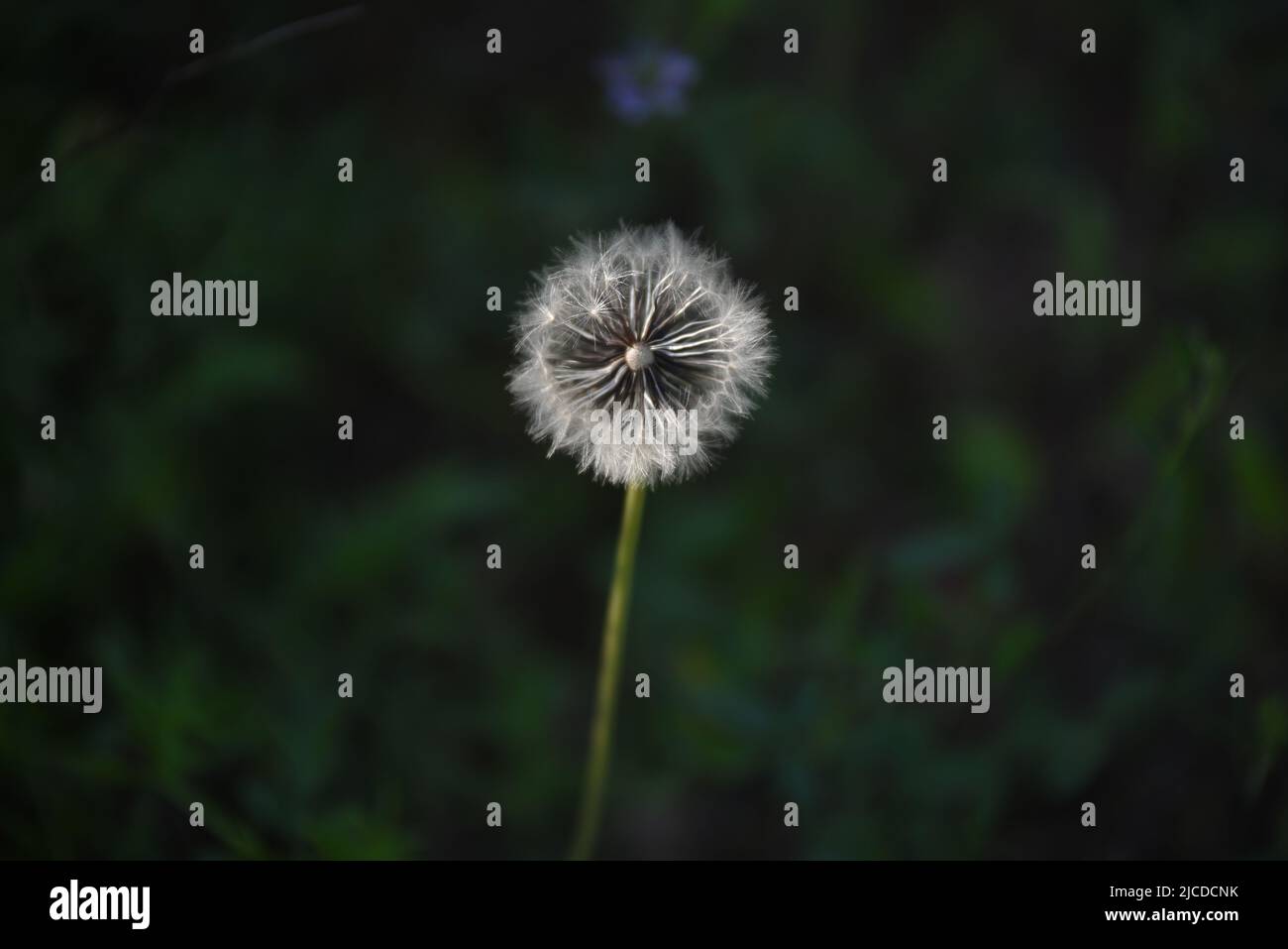 A Dandelion (Taraxacum) is seen at a field during spring. According to ...