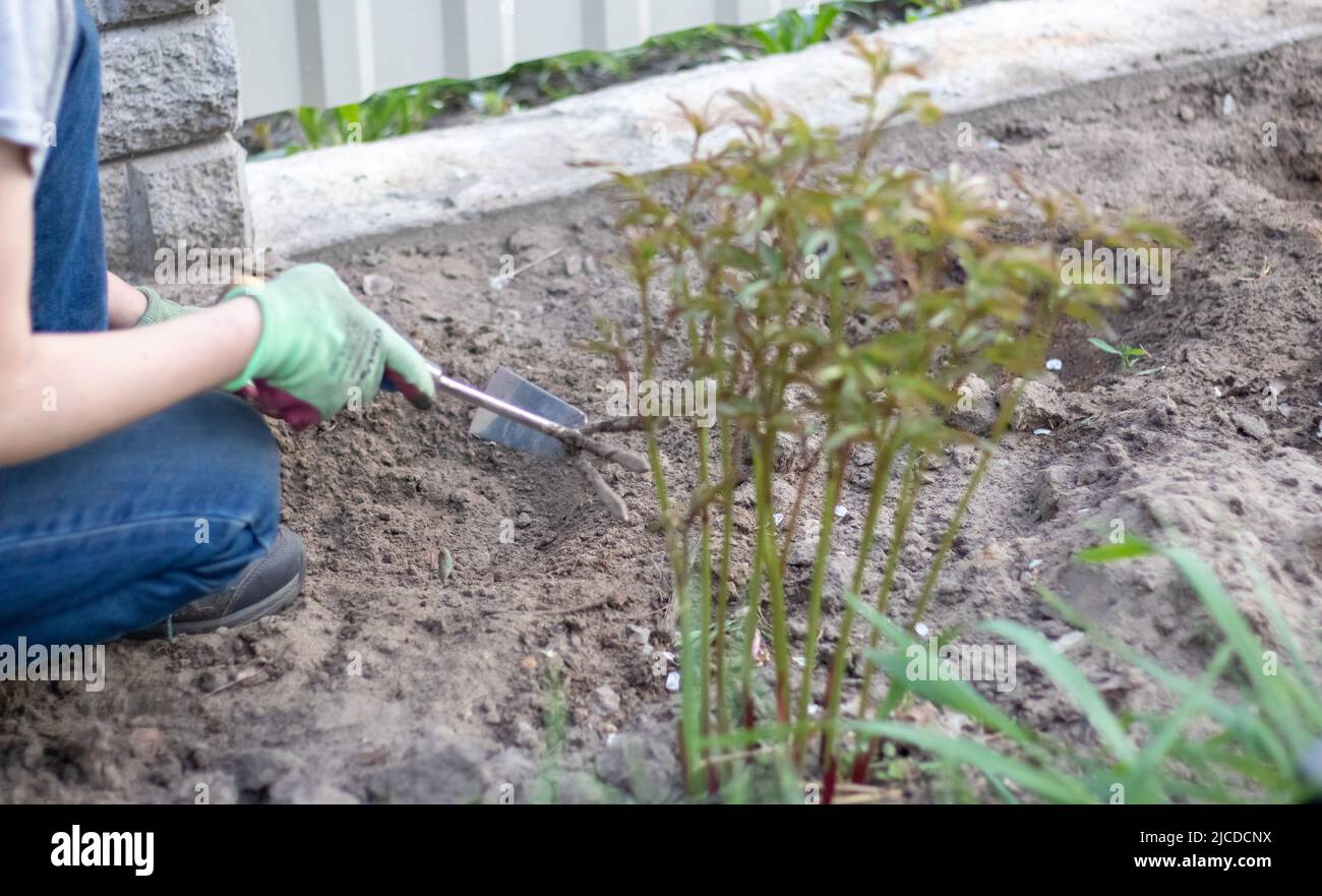 The gardener rakes the soil for planting. To work in the garden. Women ...