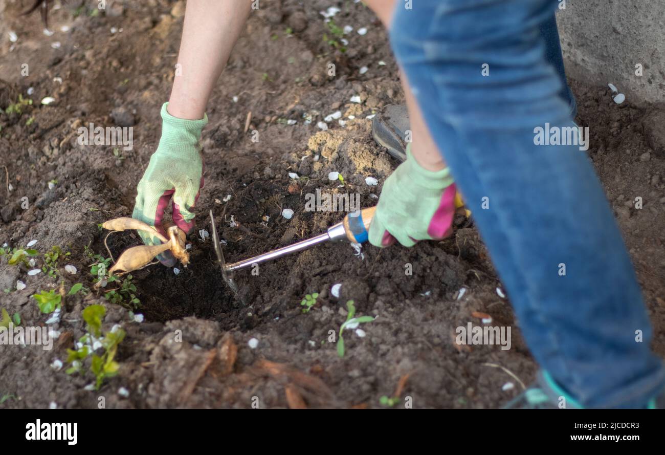 Planting a dahlia tuber in a spring flower garden. Working with plants ...