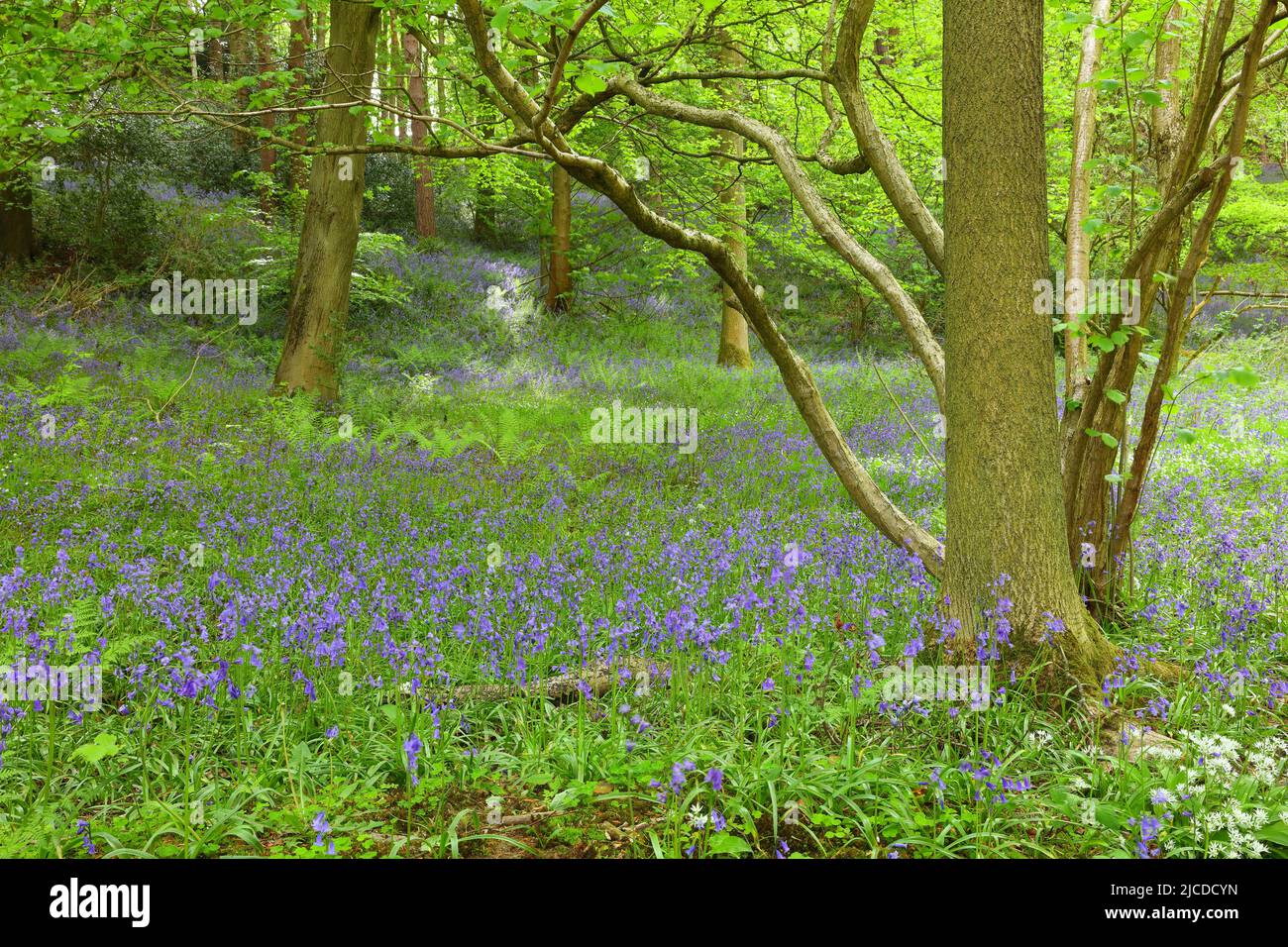 Spring woodland image of a Tree with Bluebells and Ferns on the floor ...