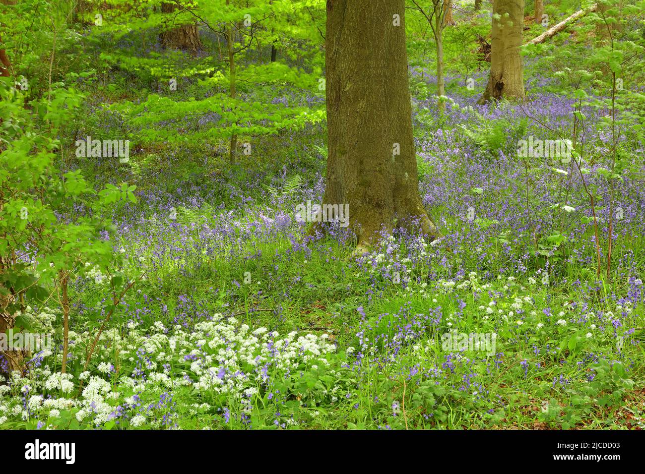 Spring woodland image of a Tree with Bluebells and Ferns on the floor ...