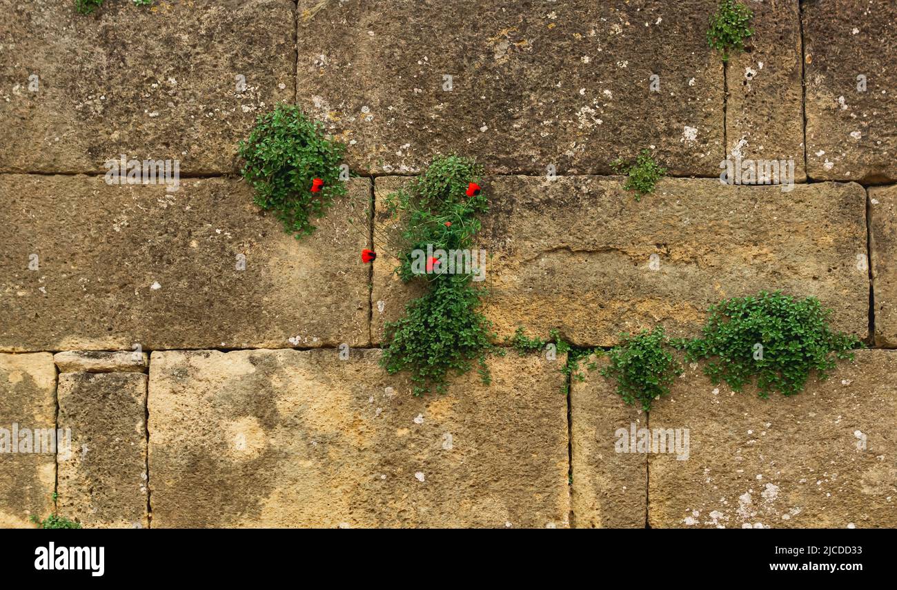 wall of an old castle with poppy flowers growing in the cracks of the ...