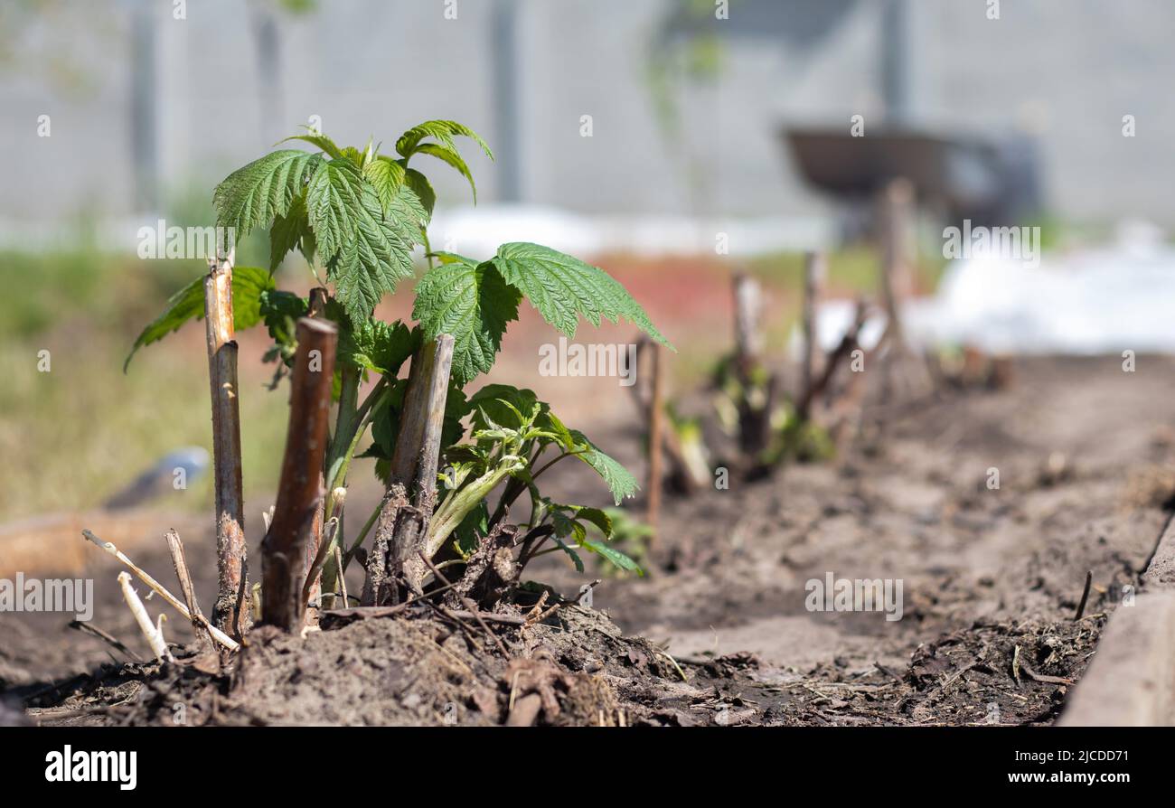 Raspberry seedling hi-res stock photography and images - Alamy