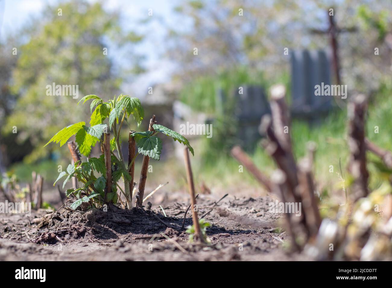 Small young raspberry bush in the ground. Gardening concept. Planting ...