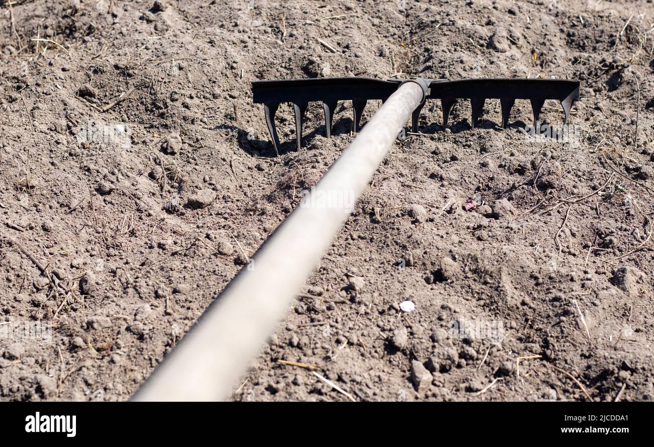 Close up photo of a garden rake on a bed. Old black metal rake on dry ...