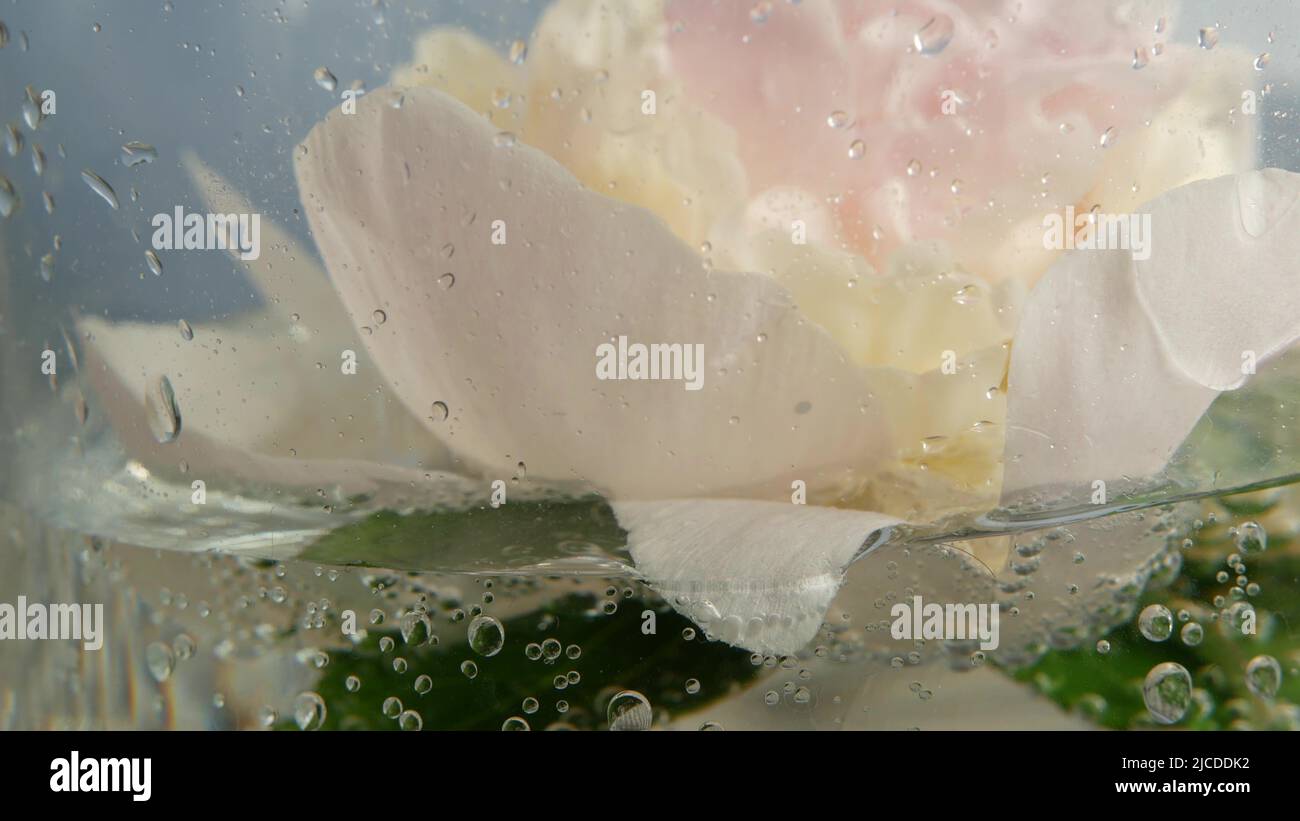 Peony flower spring bloom, light pink floral blossom, paeony bud close ...